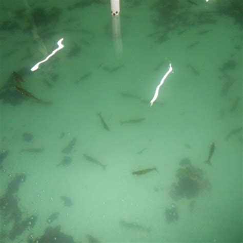 Infomina Lowongan Kerja Akuakultur Di Pt Bibit Unggul Medan