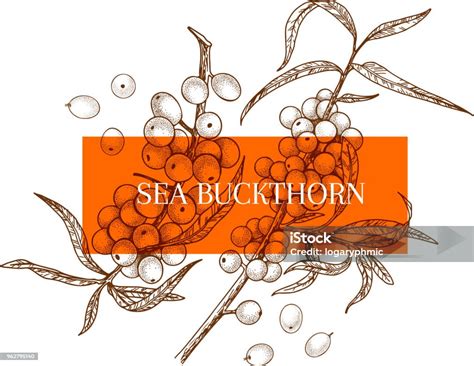 손으로 그린 바다 갈 매 나무속입니다 새겨진된 벡터 배너입니다 치유 음식 재료 아로마 테라피 요리 대 한 화장품 패키지 디자인 약용 허브 치료 Healt 케어 갈매나무에