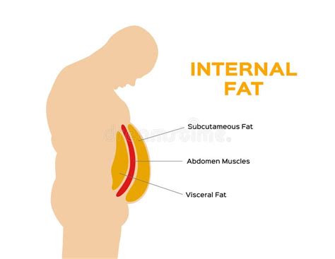 Subcutaneous Fat In Human Stock Vector Illustration Of Belly 18773076