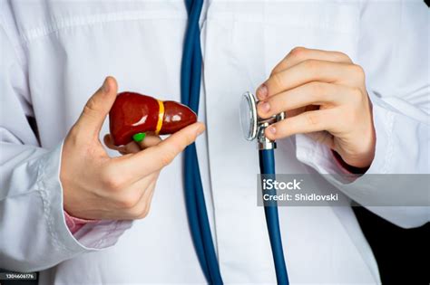 간 및 질병의 진단과 진단 절차의 개념 사진 의사 또는 위장병 전문의는 한 손에 간 그림을 보유하고 다른 한편으로는 청진기 간 내부 기관에 대한 스톡 사진 및 기타 이미지