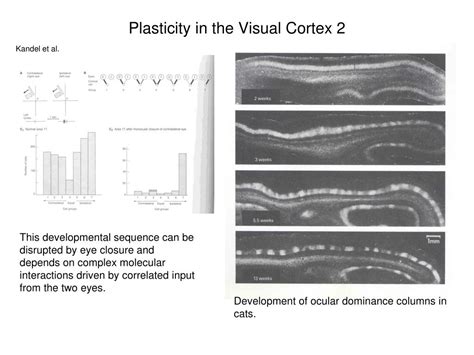 Ppt The Visual Cortex Anatomy Powerpoint Presentation Free Download