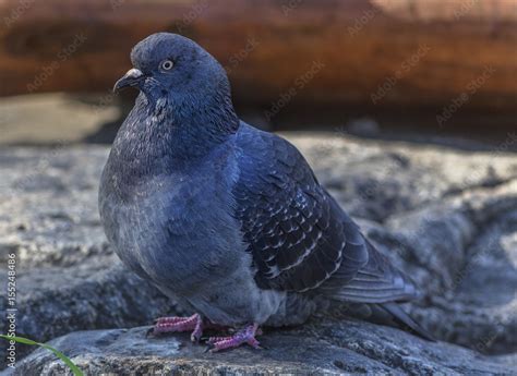 Paloma Stock Photo Adobe Stock