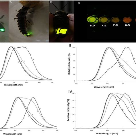Effect Of Ph On The Bioluminescence Spectra Of Macrolampis Firefly