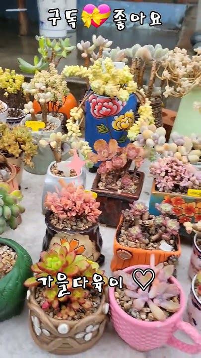 ☔️가을다육 가을비 적시며♡가을비우산속♡최헌☂️🌂 Youtube