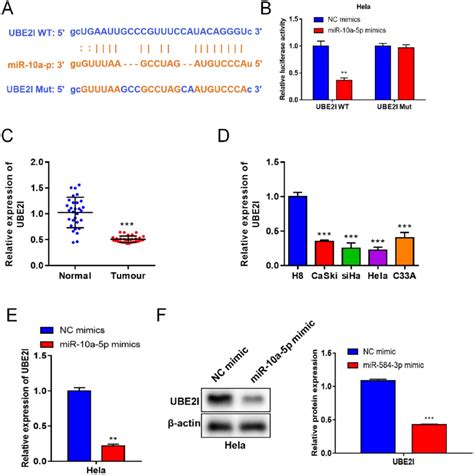 Mir 10a 5p Targets Ube2i In Cc Cells A Binding Sites Between Ube2i