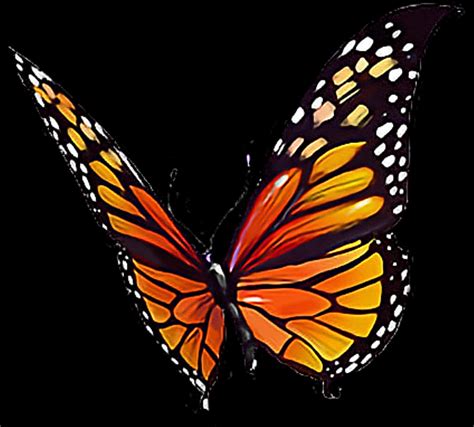 Download Monarch Butterfly Spread Wings