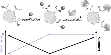 Host Guest Complexation By β Cyclodextrin Enhances The Solubility Of An Esterified Protein
