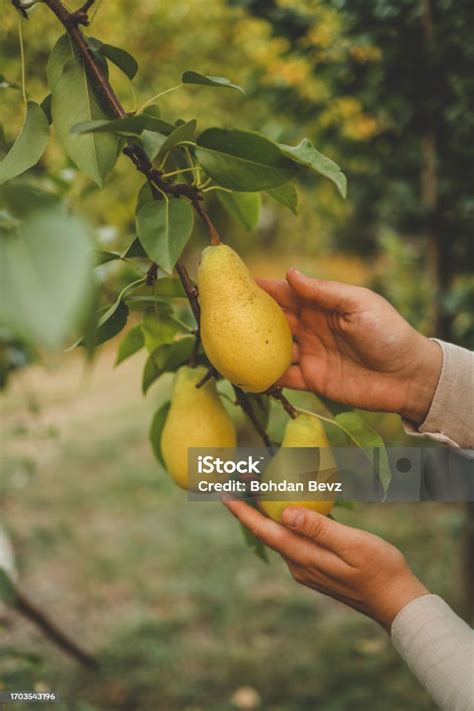 과수원에서 배 수확 과일 정원의 배경에 배 과일을 집어 드는 여자의 손 가을에 대한 스톡 사진 및 기타 이미지 가을 감정