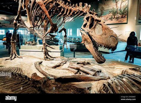 Corythosaurus Skeleton