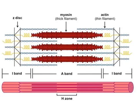 Structure Of Skeletal Muscle In Biology Definition Types And