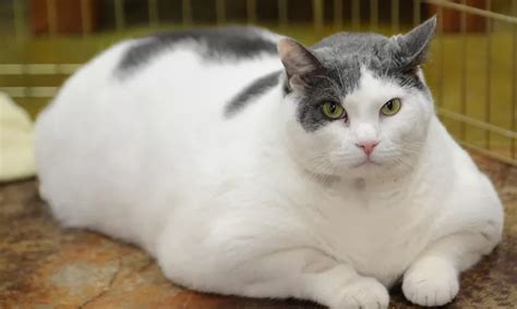 Fattest Cat In The World Guinness Records