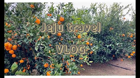 제주 Vlog 제주 4박5일 여행 브이로그 겨울 제주 방주교회 갈치덮밥 카페 투어 제주 오설록 애월