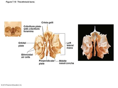 Figure 71a The Human Skeleton Ppt Video Online Download