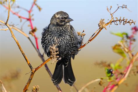 Red Winged Blackbird Audubon Field Guide