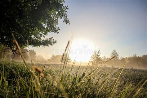 Morning Light Illuminates Dew Covered Grass Blades Serene Landscape
