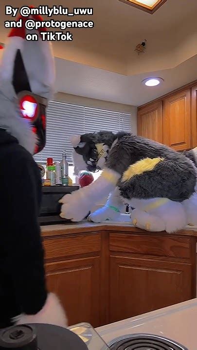 Misbehaving Kitty 3 By Millyblu Uwu Furry Furries Fursuit Viral Tiktok Fyp Shorts