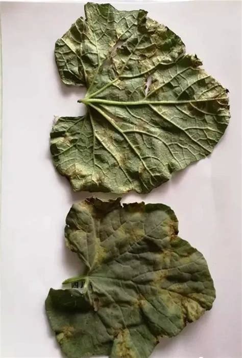 西瓜霜霉病的预防方法千万不要混淆