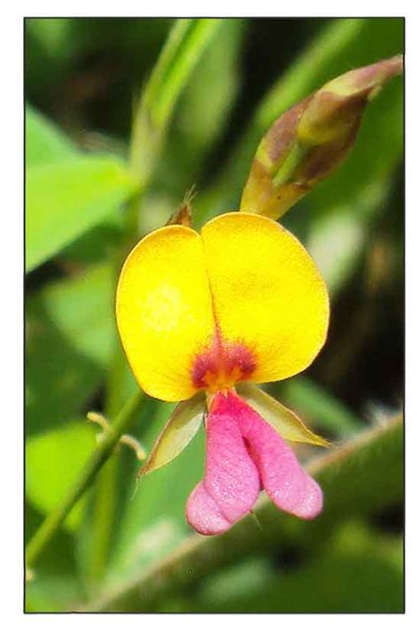 Sweet Alys Alysicarpus Bupleurifolius Sweet Alyce Clover Alternative Medicine