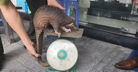 2 Kỹ Sư Nhặt được Tê Tê Java Quý Hiếm Nặng 4kg ở Ven đường Tuổi Trẻ