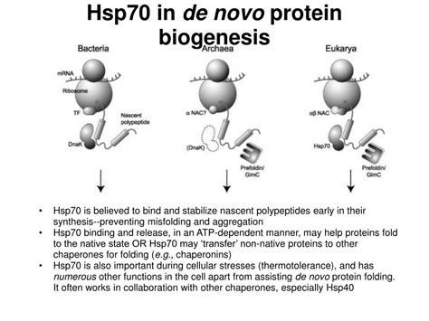 Ppt Chaperones Involved In Protein Folding Powerpoint Presentation