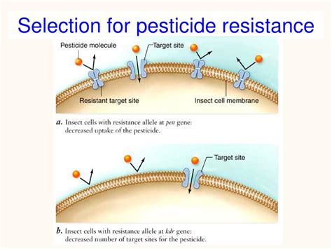 Ppt Genes Within Populations Powerpoint Presentation Free Download