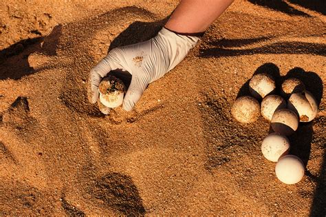 Nest Domes By Banana Boat Behance