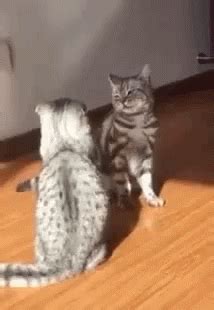 Cats Fighting  Cats Fighting Bodyslam Discover And Share S