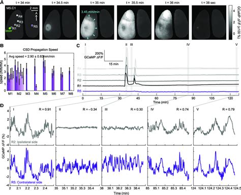 Spatial And Temporal Characterization Of Neural Activity During An