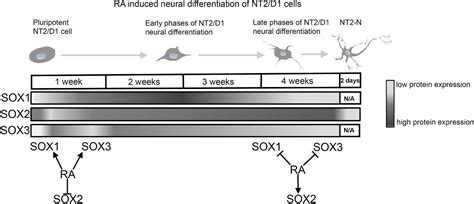 Frontiers Sox Transcription Factors As Important Regulators Of Neuronal And Glial