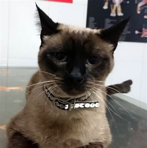 Mi Gato Tiene Lombrices