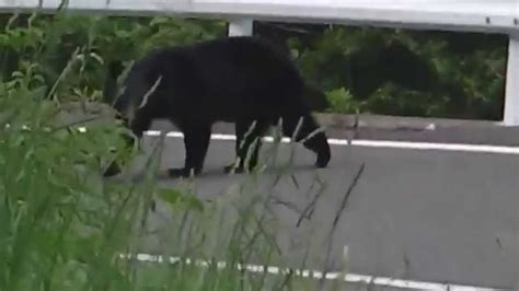 熊よけ爆竹の効果を実験 YouTube