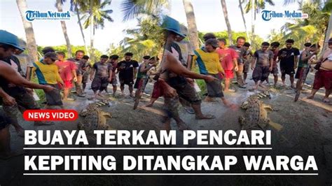 Buaya Terkam Pencari Kepiting Di Batubara Ditangkap Warga Tribun