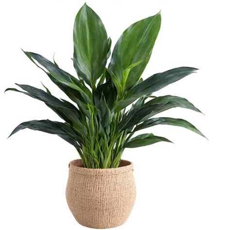 Cast Iron Plant Care Guide Growing Aspidistra Elatior Indoors 🌟
