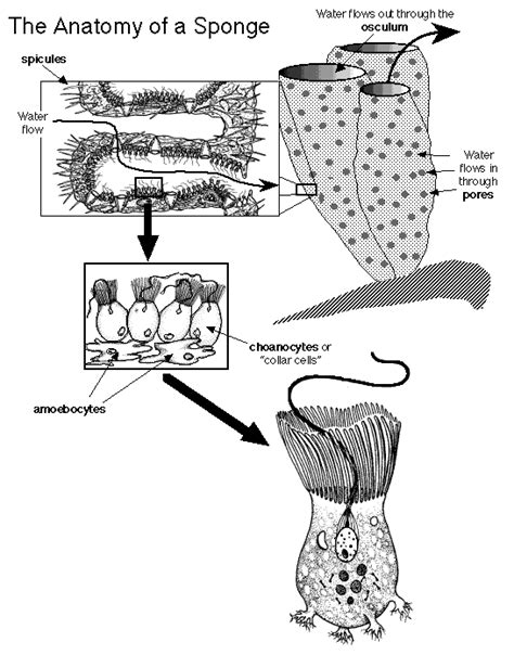 Sponge Sexual Reproduction