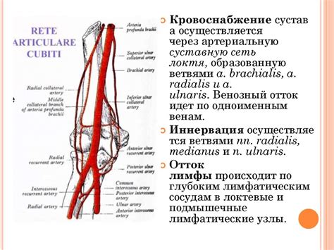 Локтевой сустав презентация онлайн