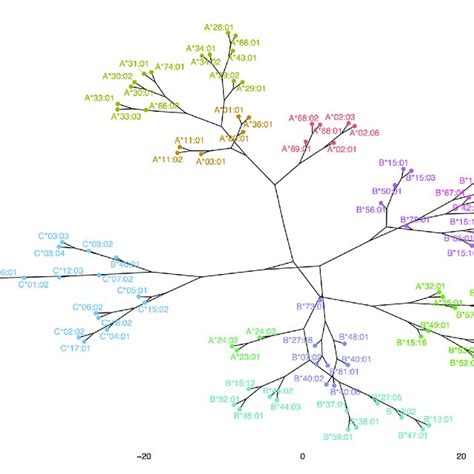 representation of anti hla class i immune responses as a dendrogram