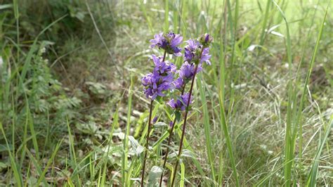 Clustered Bellflower Species Upm Forest Life