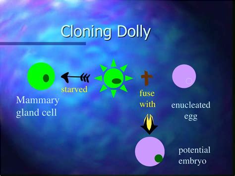 Ppt Evolution Human Cloning And Stem Cells Powerpoint Presentation