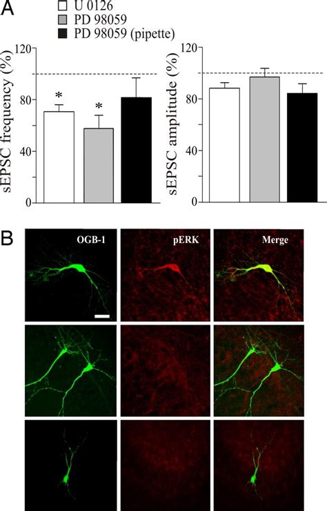 Pairing Induced Increase In Synaptic Efficacy Requires The Activation