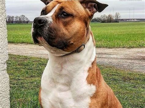 American Staff LOF confirmé pour saillie Petite Annonce chien
