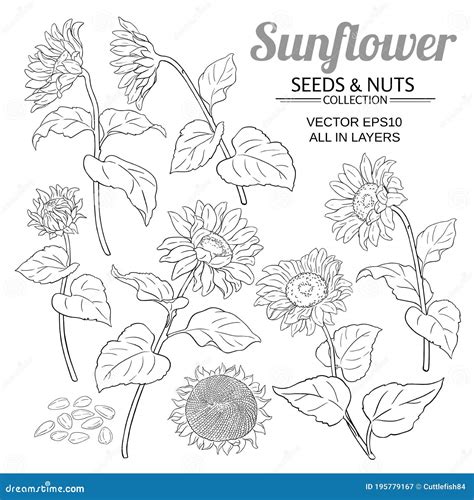 Sunflower Svg Vector Earrings Template Cutfile For Cricut And