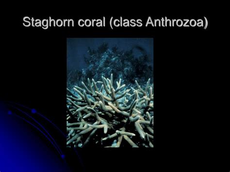 Ppt Box Jellyfish Class Scyphozoa Powerpoint Presentation Free