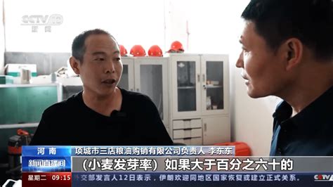 河南兜底收购受损小麦 出芽率影响收购价格项城李东东三店