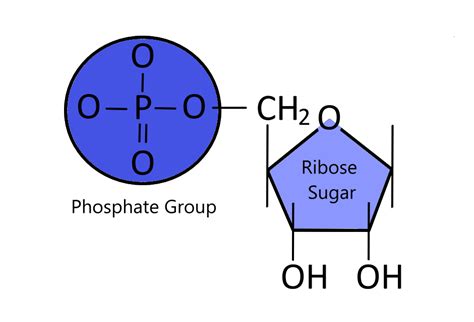 Rna Model