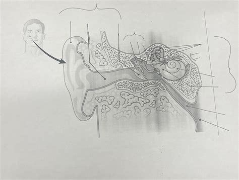 Ear Labeling Diagram Diagram Quizlet