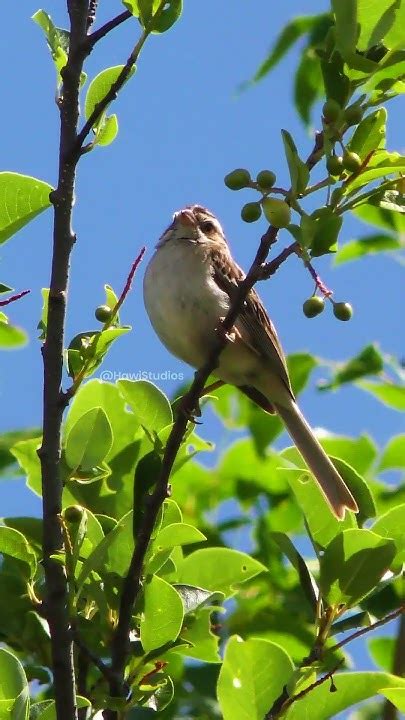 Sparrow Singing And Looking Around Youtube