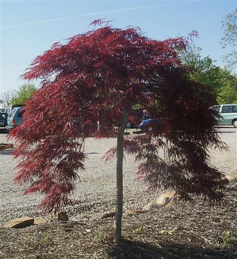 Dwarf Weeping Japanese Maple