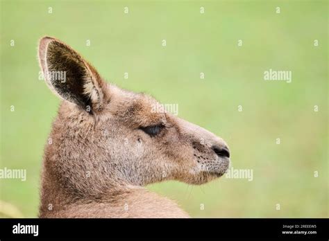 Western Grey Kangaroo Macropus Fuliginosus Portrait Germany Stock