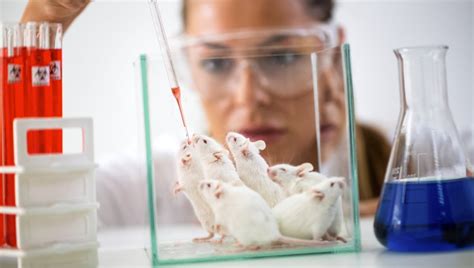 Janya Subasinghe On Linkedin Lab Grown Mini Organs Could Replace