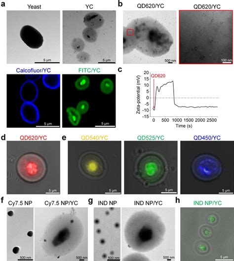 Figure 2 From Yeast Microcapsule Mediated Targeted Delivery Of Diverse